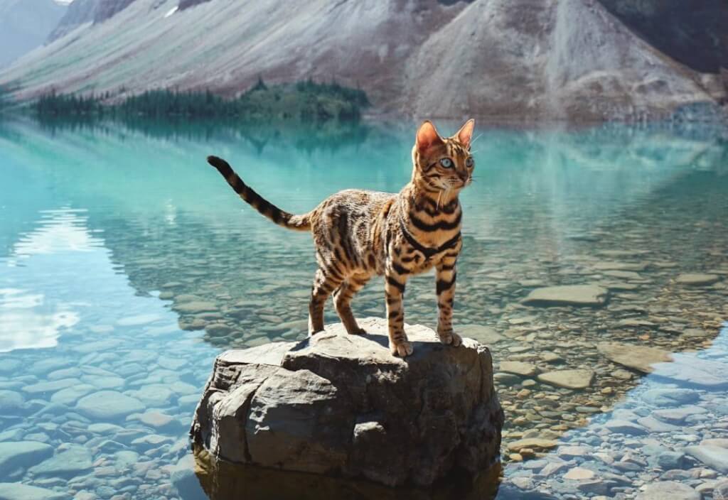 Tsuki - a cat that lives better than you. PHOTO, VIDEO